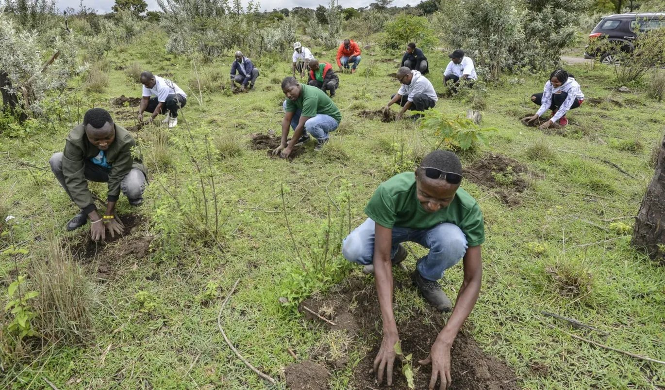 Forest Restoration in Kenya Kenya.