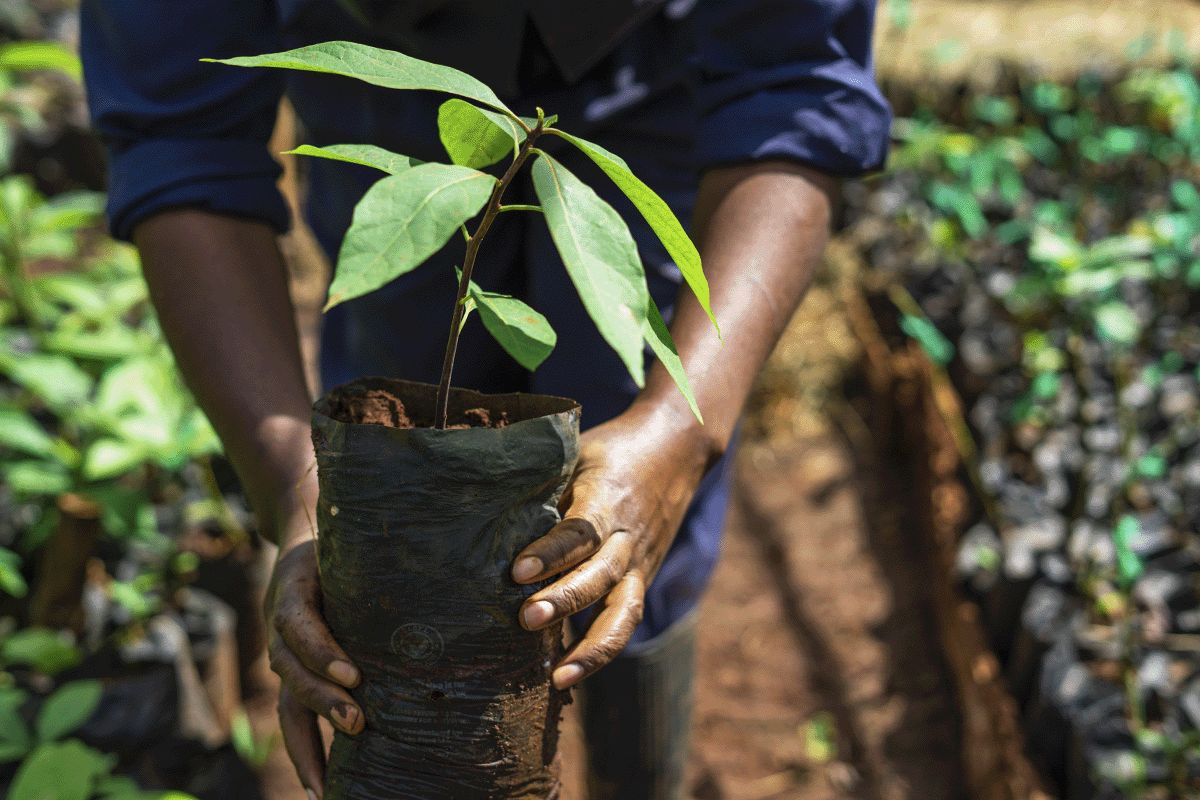 Reforestation & Afforestation Kenya.